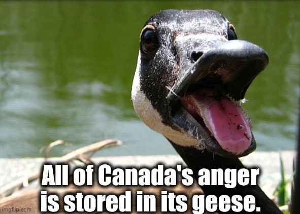 All of Canada' anger, is stored in its geese. - iFunny