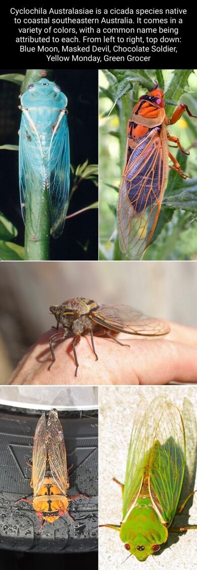 Cyclochila Australasiae is a cicada species native to coastal ...