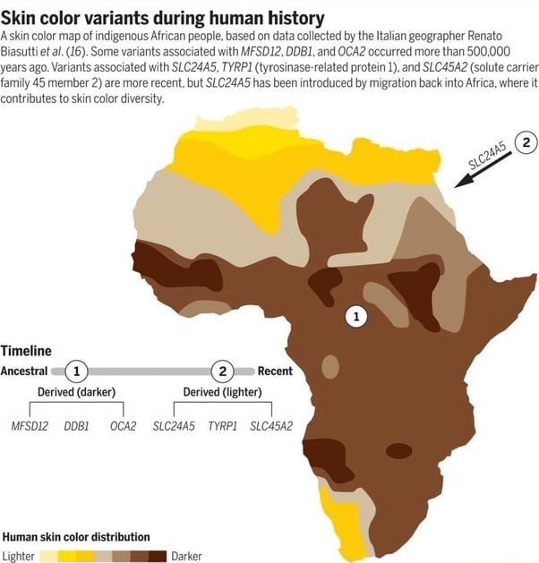 Skin color variants during human history A skin color map of indigenous ...
