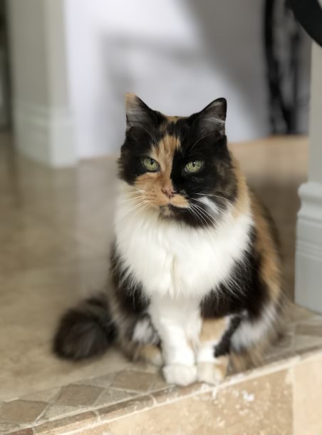 Callie Cat Tax - iFunny