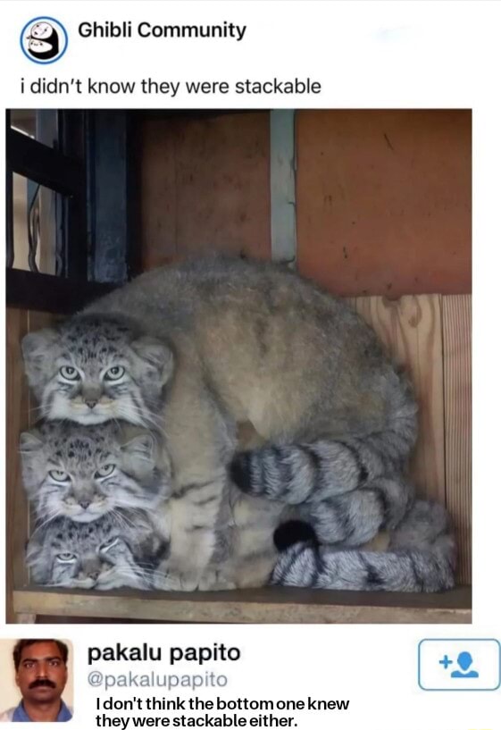 Community i didn't know they were stackable pakalu papito @pakalupapito ...