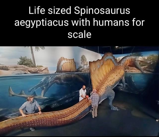 Life sized Spinosaurus aegyptiacus with humans for scale - iFunny