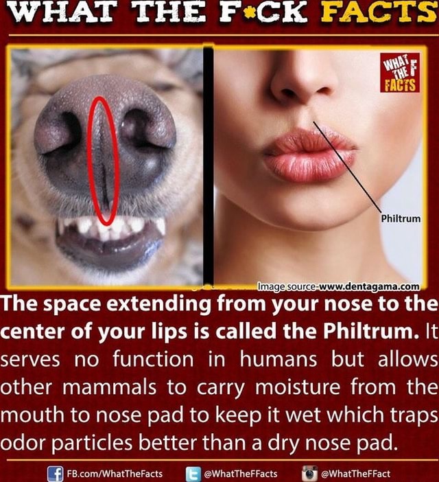 WHAT THE FeCK FACTS Philtrum The space extending from your I nose to ...