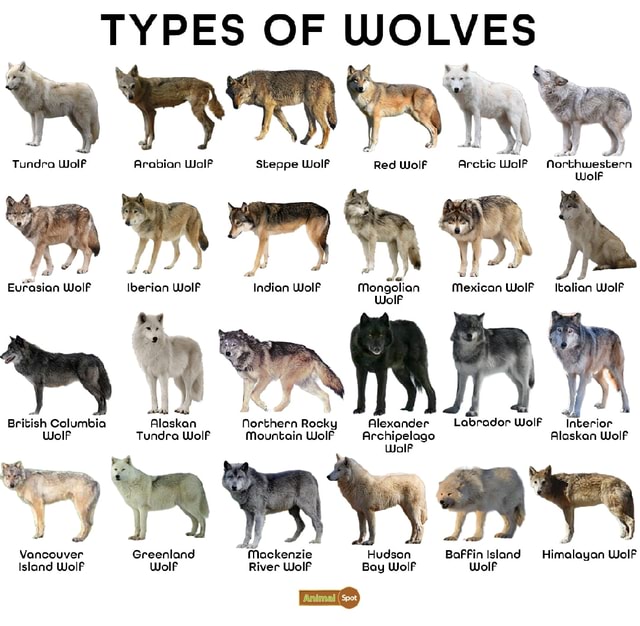 TYPES OF WOLVES Tundra WolF Arabian WalP Steppe WolF Red Wolf Arctic ...