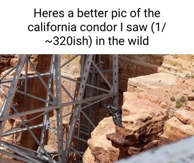 Heres a better pic of the california condor I saw (1/ in the wild - iFunny