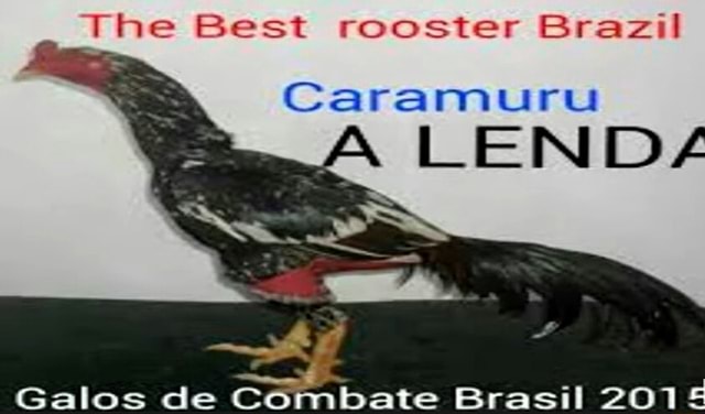 The Best rooster Brazil Caramuru LENDA Galos de Combate Brasil 201 ...