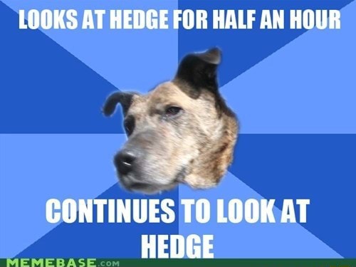 LOOKS AT HEDGE FOR HALF AN HOUR CONTINUES TO LOOK AT HEDGE - iFunny