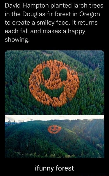 David Hampton planted larch trees in the Douglas fir forest in Oregon ...