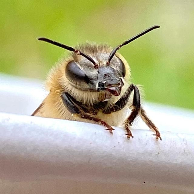 Here is a photo i took of a grumpy bee i rescued and fed to recovery ...
