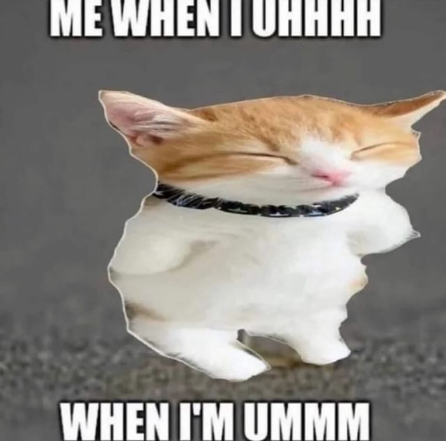 Ermmmmmmm - - - - #meme #memes #cat #cats #catmeme #catmemes #sadcat # ...