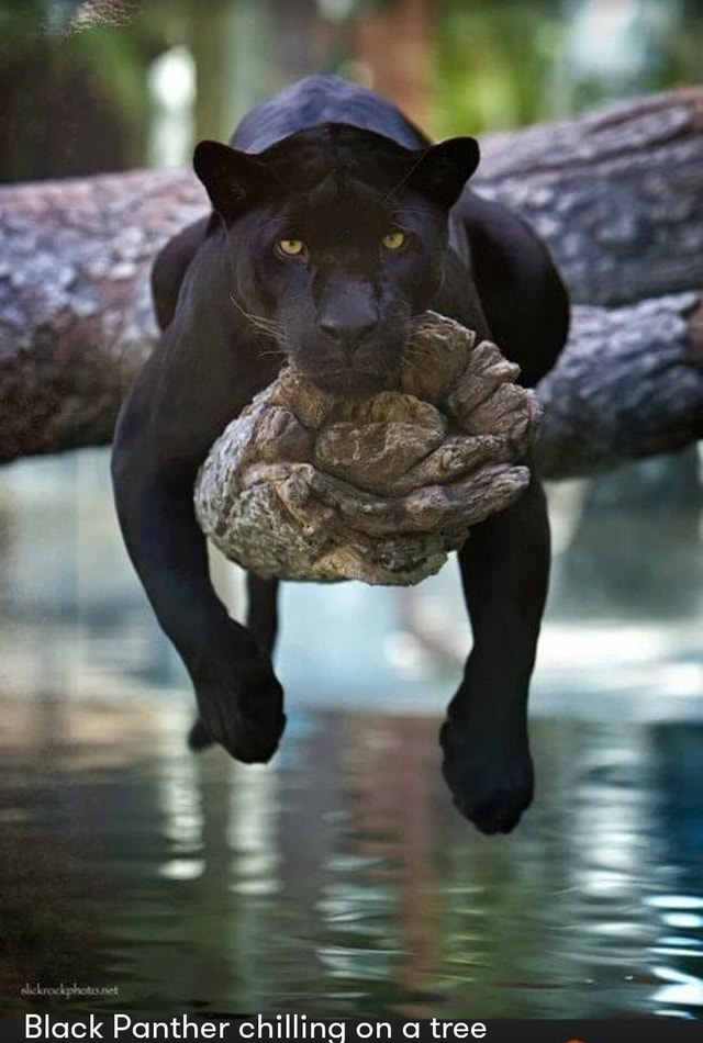 Black Panther chilling on a tree - America’s best pics and videos