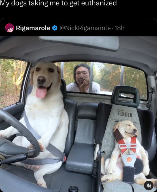My dogs taking me to get euthanizea Rigamarole @NickRigamarole- - iFunny