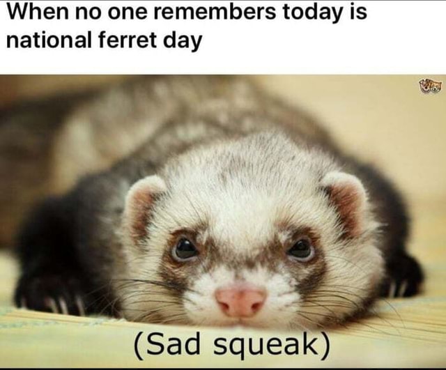 When no one remembers today is national ferret day (Sad squeak ...