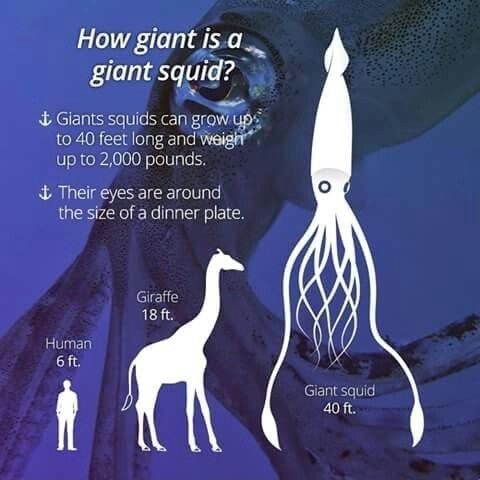 How giant is giant squid? sb Giants squids can grow ups to 40 feet long ...