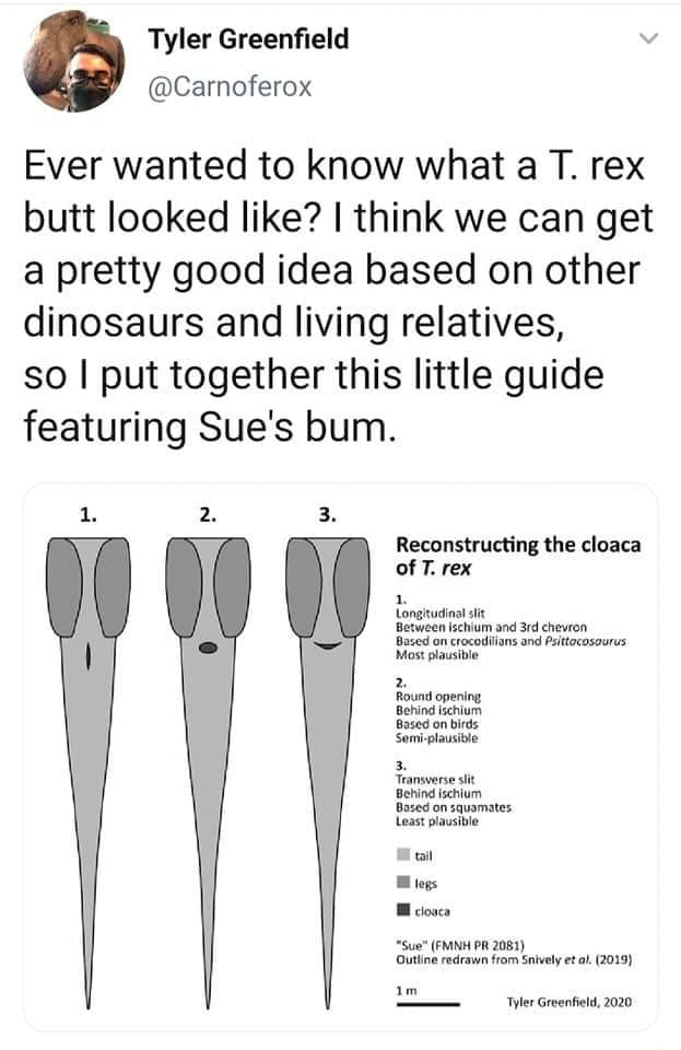 Tyler Greenfield @Carnoferox Ever wanted to know what a T. rex butt ...