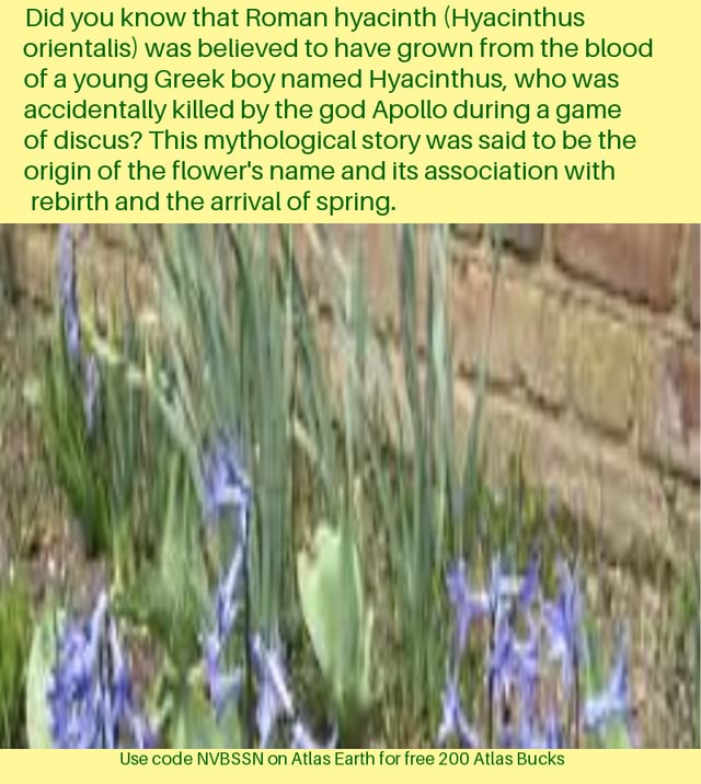 Did you know that Roman hyacinth (Hyacinthus orientalis) was believed ...