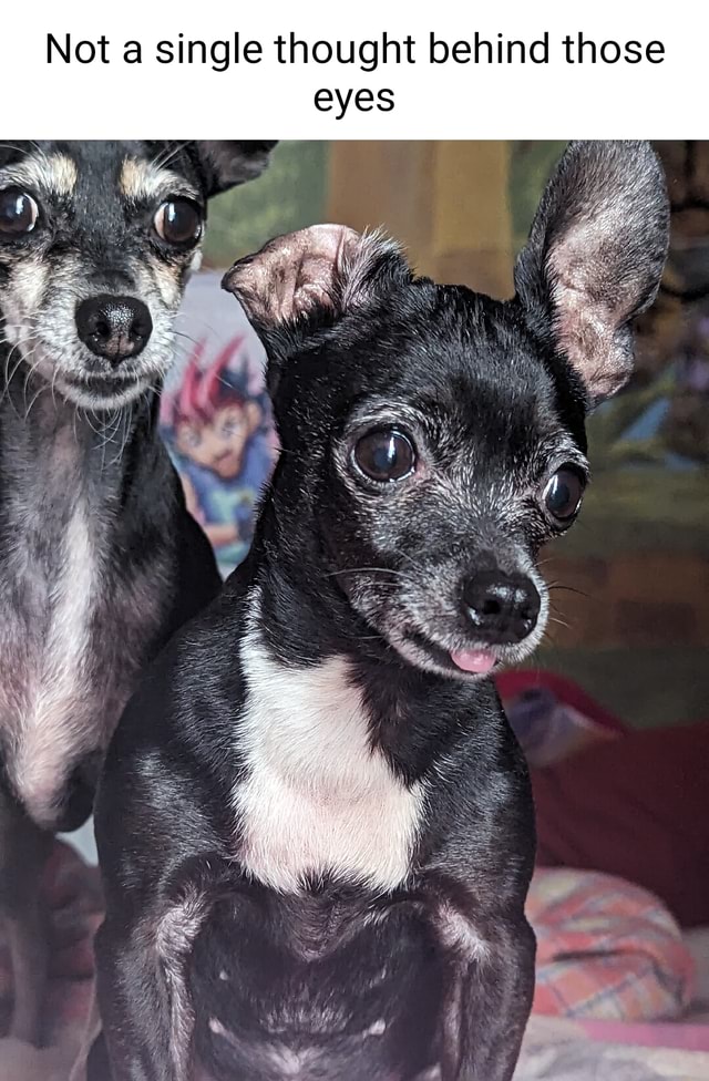 Not a single thought behind those eyes - iFunny