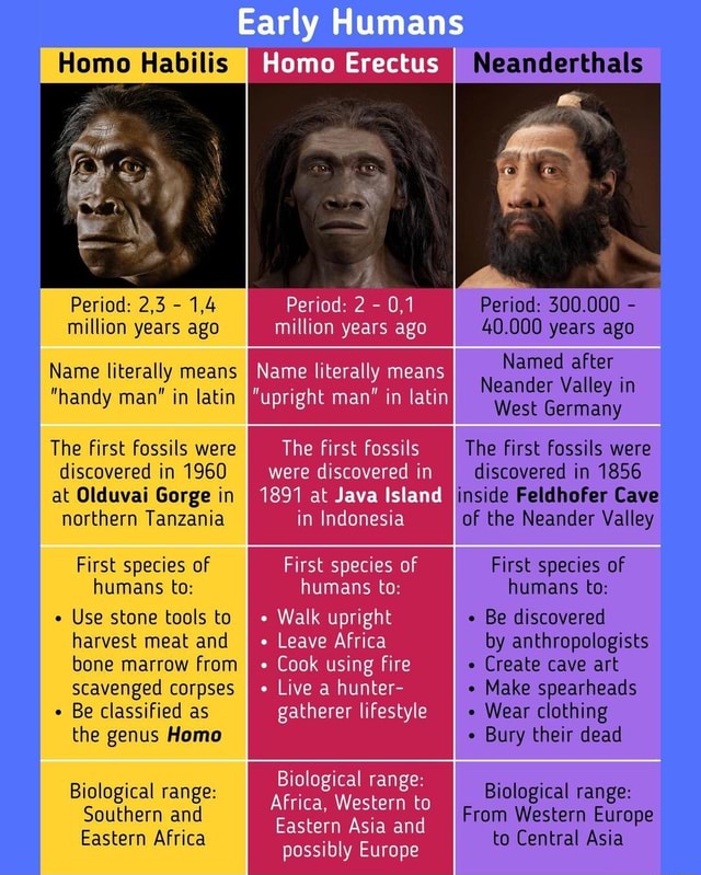 Early Humans Homo abilis Homo Erectus Neanderthals Period: 2,3 1,4 ...