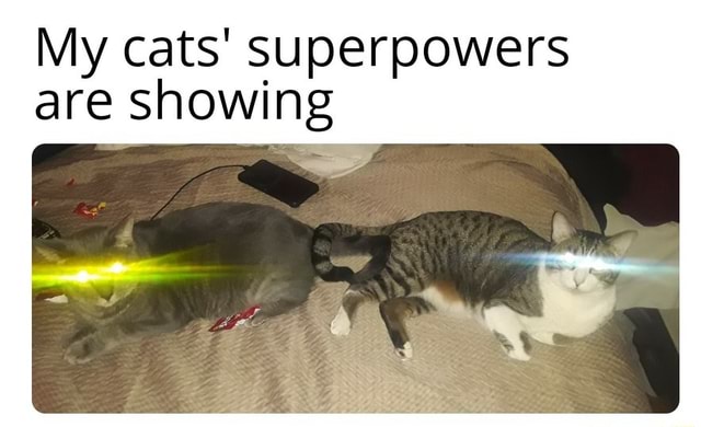 My cats' superpowers are showing WP - iFunny