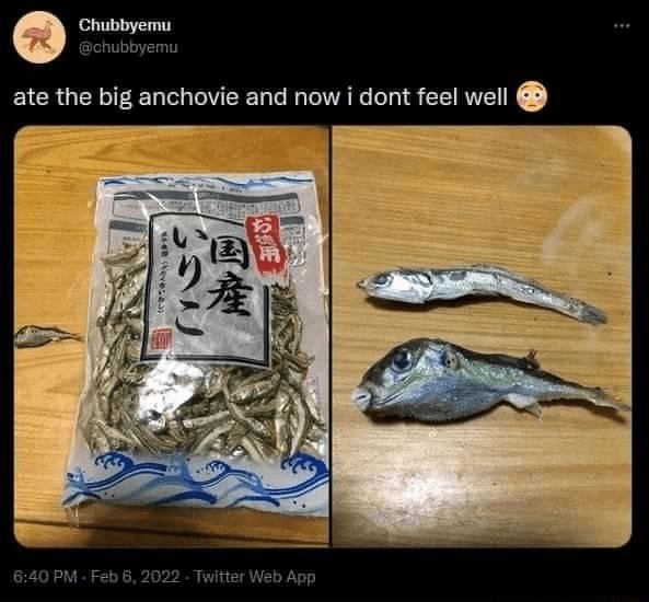 Chubbyemu emu ate the big anchovie and now i dont feel well @ as - iFunny