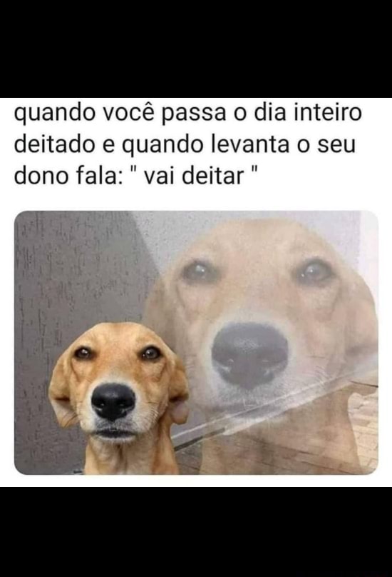 Quando você passa o dia inteiro deitado e quando levanta seu dono fala ...