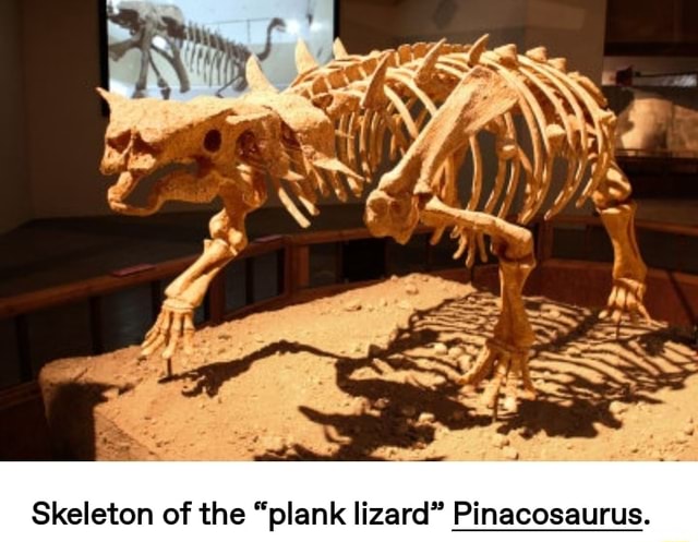 Skeleton of the "plank lizar ” Pinacosaurus. - iFunny