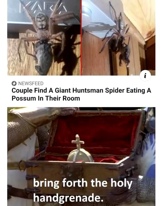 Couple Find A Giant Huntsman Spider Eating A Possum In Their Room bring ...