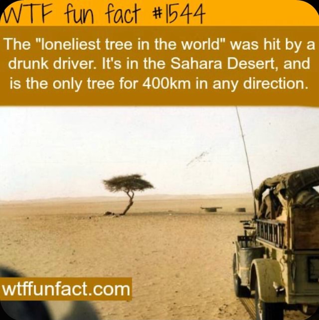 ANTE fun fact #1644 The "loneliest tree in the world" was hit by a ...