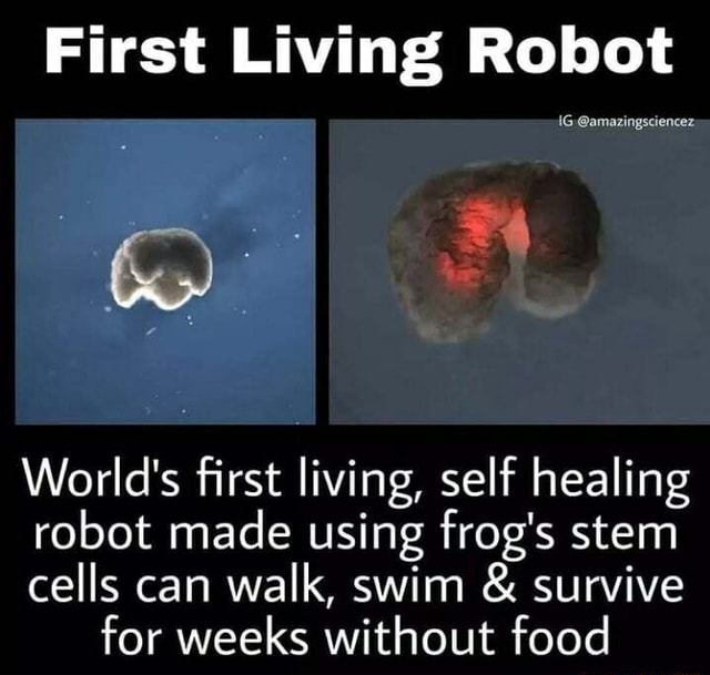 First Living Robot World's first living, self healing robot made using frog's stem cells can ...