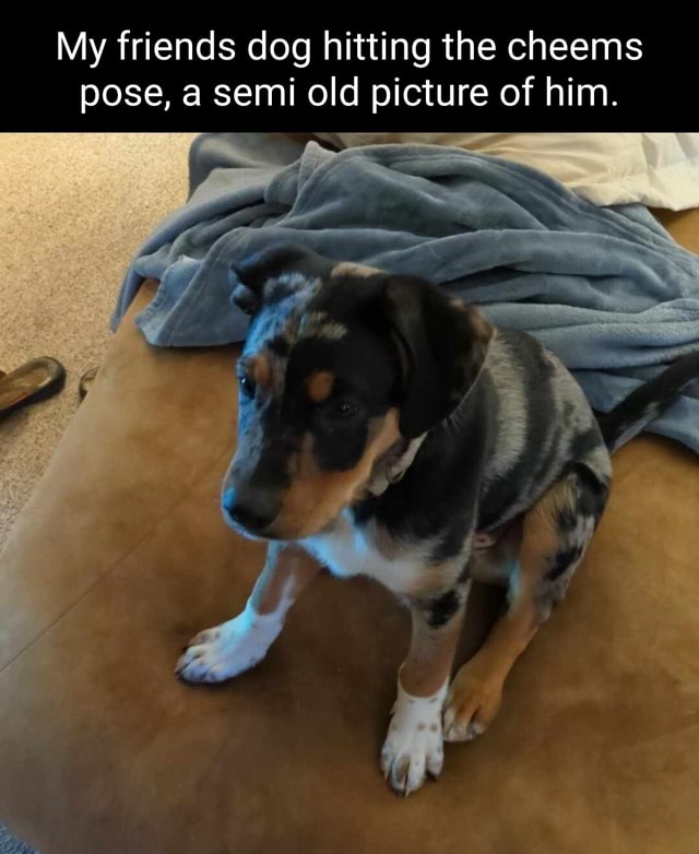 My friends dog hitting the cheems pose, a semi old picture of him. - iFunny