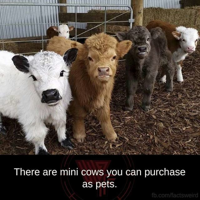 There are mini cows you can purchase as pets. - )