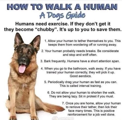 HOW TO WALK A HUMAN Dogs Guide Humans need exercise. If they don't get ...
