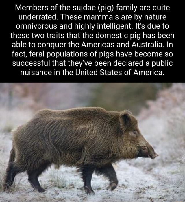 Members of the suidae (pig) family are quite underrated. These mammals ...