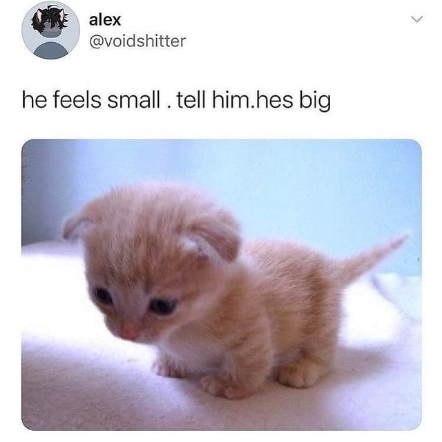 Alex he feels small . tell him.hes big - WHLSM