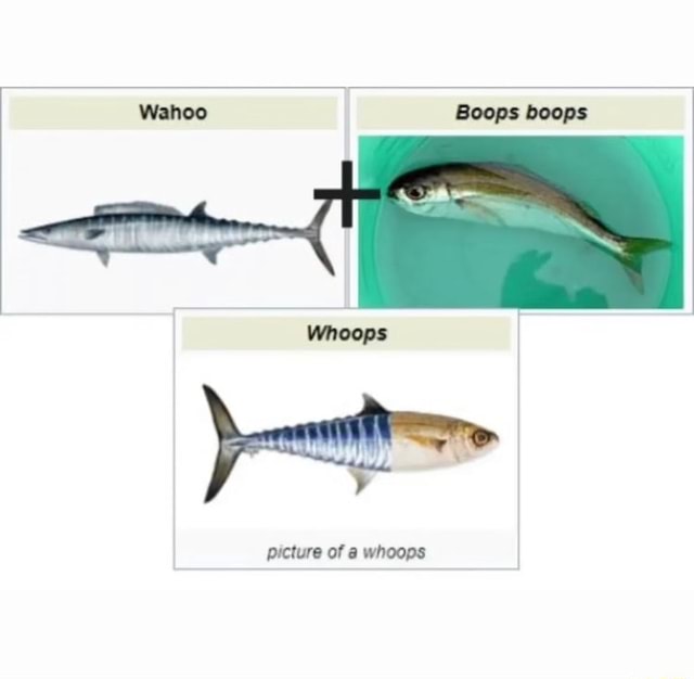 Wahoo Boops boops Whoops picture of a whoops - iFunny
