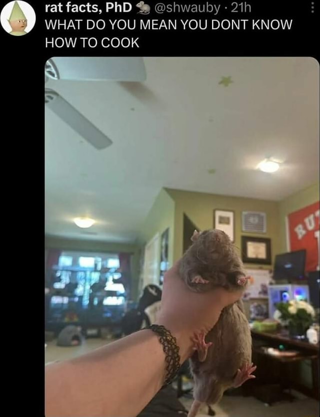 Rat facts, PhD @shwauby WHAT DO YOU MEAN YOU DONT KNOW HOW TO COOK ye ...