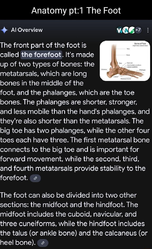 Anatomy The Foot Al Overview : The front part of the foot is called the ...