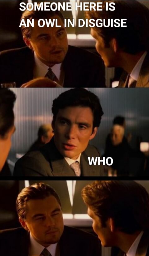 SOMEONE HERE IS AN OWL IN DISGUISE WHO - iFunny