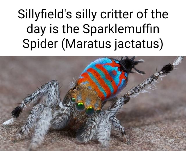 Sillyfield's silly critter of the day is the Sparklemuffin Spider ...