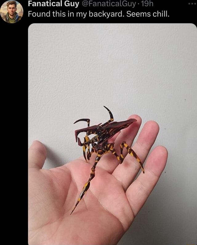 Fanatical Guy @FanaticalGuy Found this in my backyard. Seems chill ...