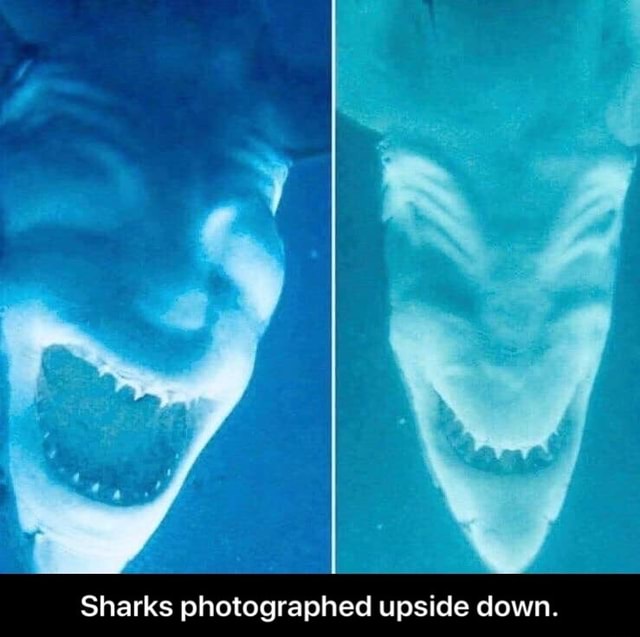 Sharks photographed upside down. - Sharks photographed upside down ...