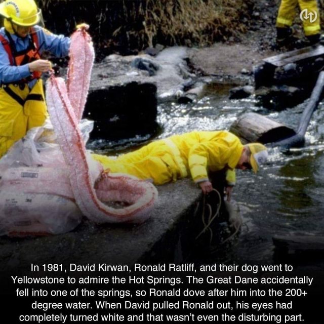 In 1981, David Kirwan, Ronald Ratliff, and their dog went to Yellowstone to admire the Hot ...