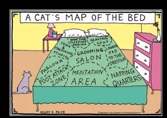 FLA CAT'S MAP OF THE BED AREA - iFunny