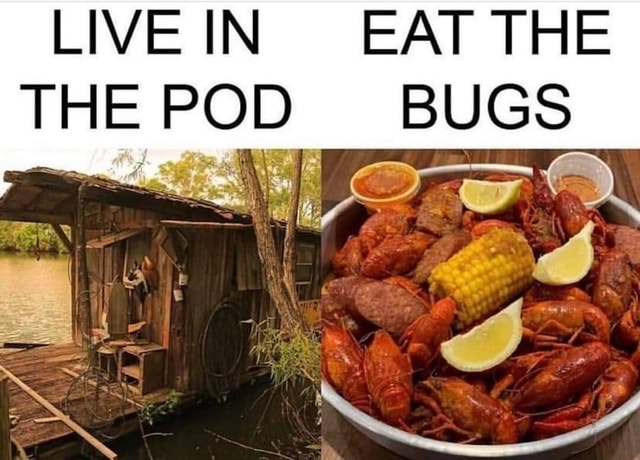 LIVE IN EAT THE THE POD BUGS - iFunny
