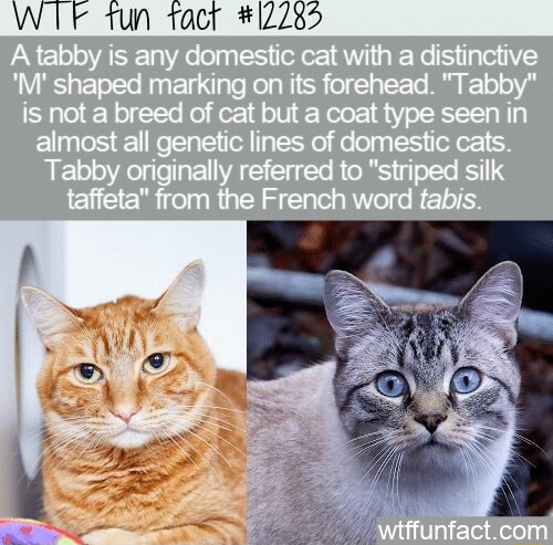 Vaer A tabby is any domestic cat with a distinctive shaped marking on ...
