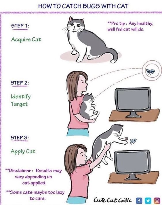 HOW TO CATCH BUGS WITH CAT vary depending on - iFunny