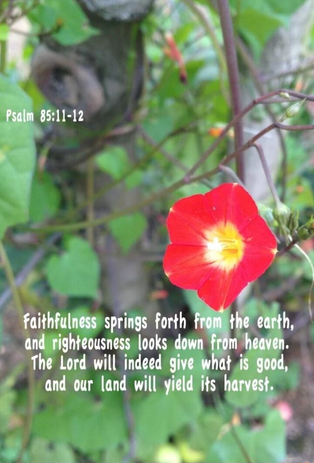 Psoim faithfulness springs forth from the earth, and righteousness looks down from heaven. The ...
