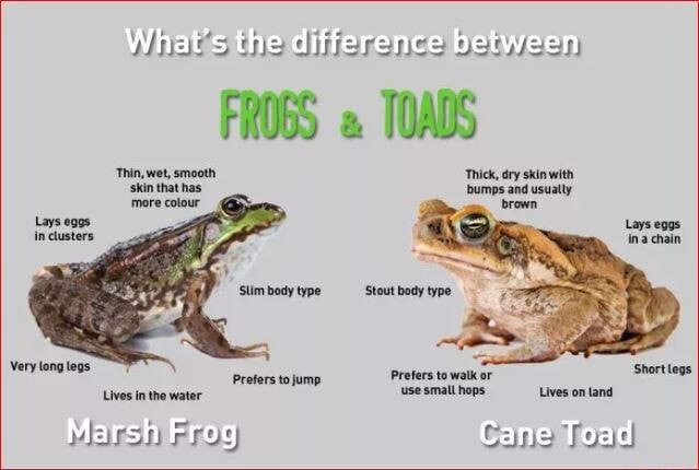 ES the difference between TOADS FROGS Thick, dry skin with 'bumps and ...