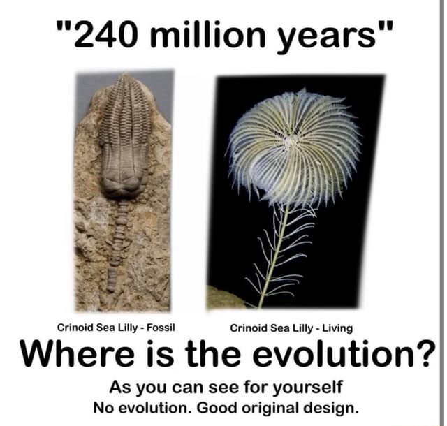 "240 million years" GEE Crinoid Sea Lilly - Fossil Crinoid Sea Lilly ...
