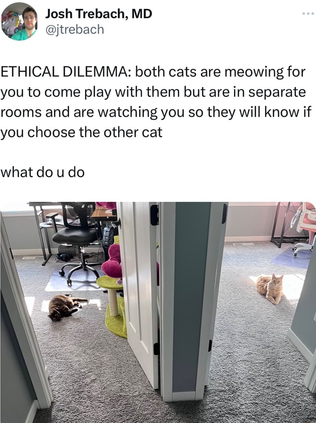Josh Trebach, MD @jtrebach ETHICAL DILEMMA: both cats are meowing for ...